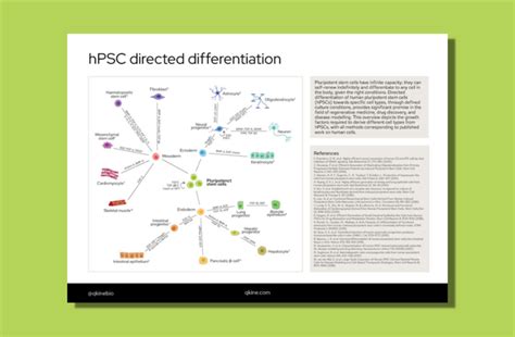 Human Ipsc Directed Differentiation Poster Lab A Porter
