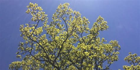 Integrative Approach Therapy Expressive Self Psychotherapy