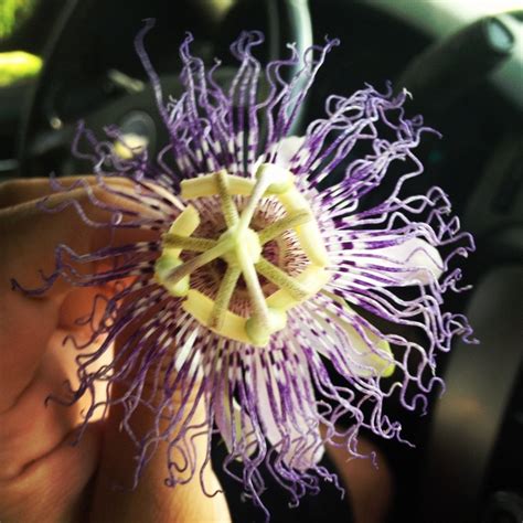 Beautiful Flower Called Passion Flower My Husband Gave This To Me