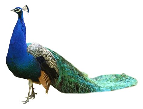 Collection Of Peacock Png Hd Pluspng