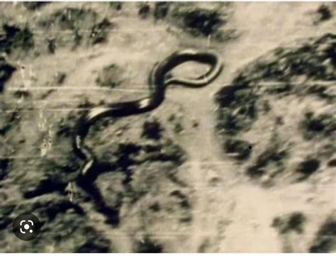 Katanga 1959 Snake Python Natalensis The Reptile Database