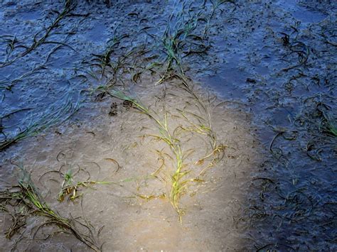 Japanese Eelgrass In The Pacific Northwest Invasive Plant Guide