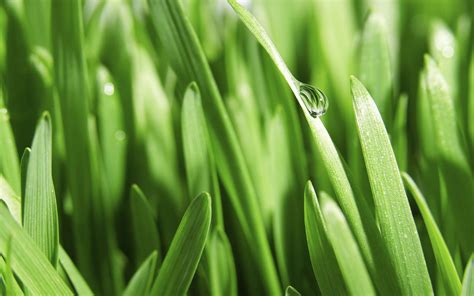 06 Overview Dew Drop On Grass Turf Dietitian