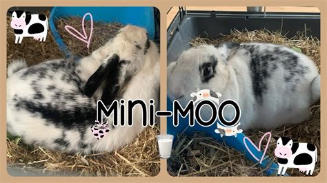 Meet Mini Moo Cute Funny Bunny Compilation 🐇 Youtube