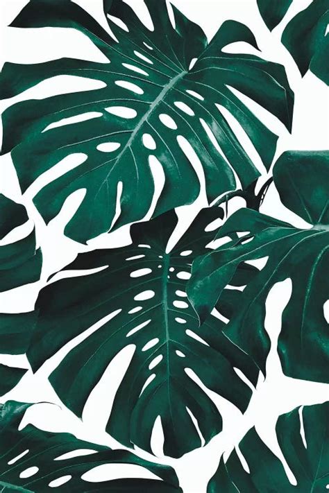 Monstera Leaf Pattern Art Print By Sisi And Seb Icanvas