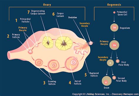Formation Of Ovum From Primary Germ Cell In Human Female Oogenesis
