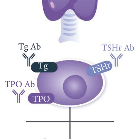 The Negative Effect Of Thyroid Autoimmunity On Female And Male