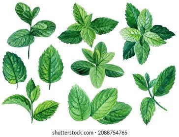 Set Mint Leaves On Isolated White Ilustrações Stock 2088754765