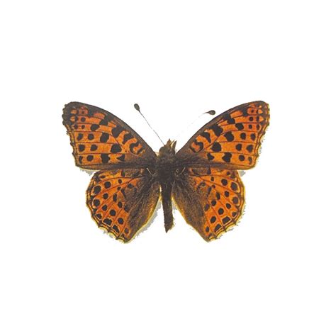 Sidabrinis Perlinukas Naturama