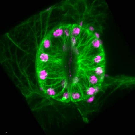 Atieh Kazemi On Linkedin انیمیشن زیبا از سلول های نگهبان روزنه در برگ