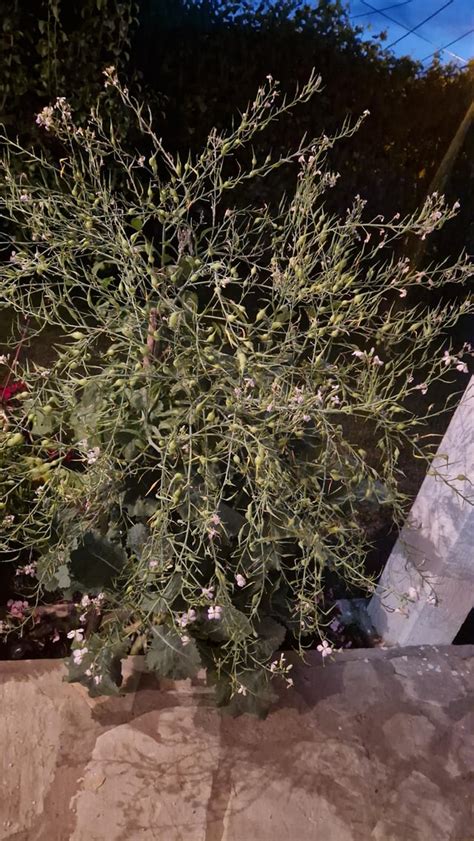 Herb Identification Rherbalism