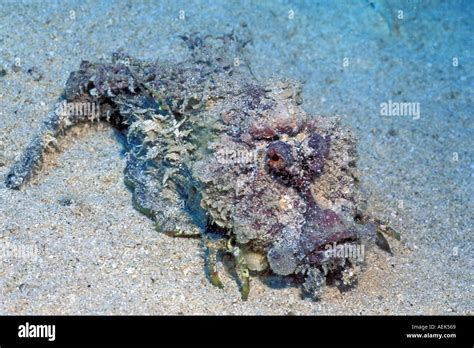 Estuarine Stonefish Very Poisonous Synanceia Horrida Red Sea Egypt