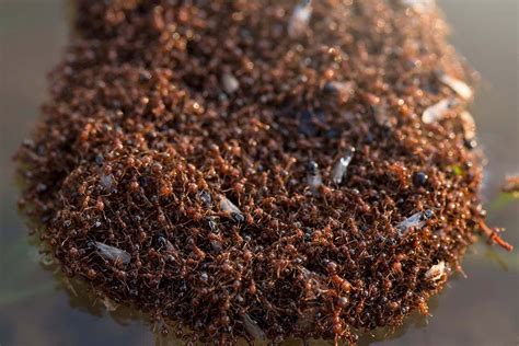 Soapy Water Fire Ants