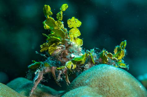 Project Camouflage Styles And Survival Strategies Of Decorator Crabs