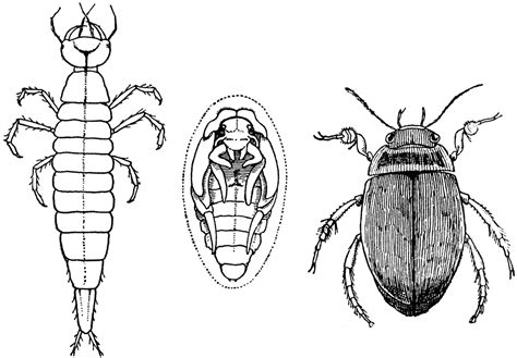 Water Beetle Stages Clipart Etc