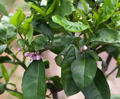 Photos By Jalna Lemon Tree Pollination