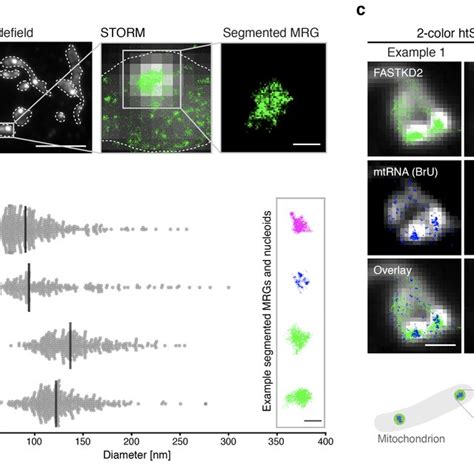 Nanoscale Organization Of Mrgs A Mrg Size Assessment By Download