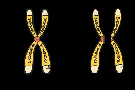 Cromossomos Função Estrutura E Classificação