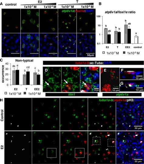 Sex Steroids Induced “non Typical” Phenotypes In Epidermal Mce Of