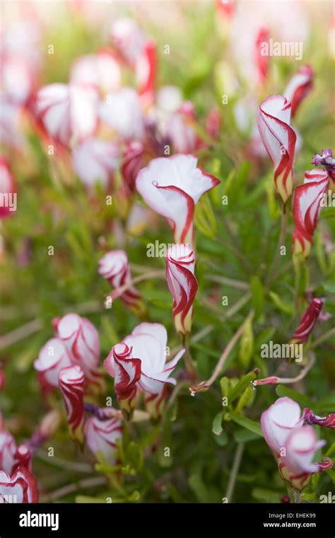 Candy Cane Oxalis Seeds At Jill Deleon Blog