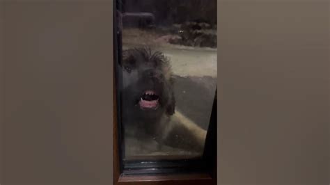 Small Cute And Funny Leonberger Youtube