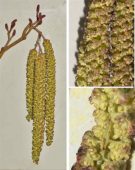 Alder Sex Mtyewtk A Naturalists Journal