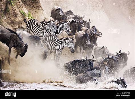 Wildebeest And Zebra Crossing The Mara Rivermasai Mara National