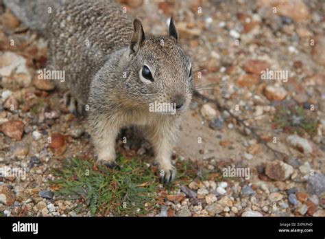 California Ground Squirrel Otospermophilus Beecheyi At Point Lobos