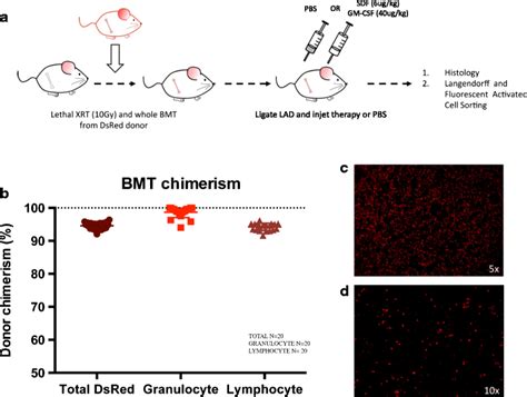Lineage Tracing Model For Tracking The Fate Of Circulating Bone Marrow Download Scientific