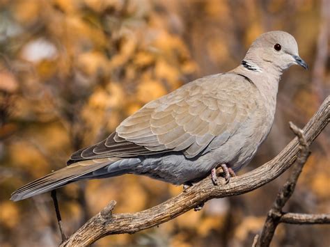 Eurasian Collared Dove Ebird