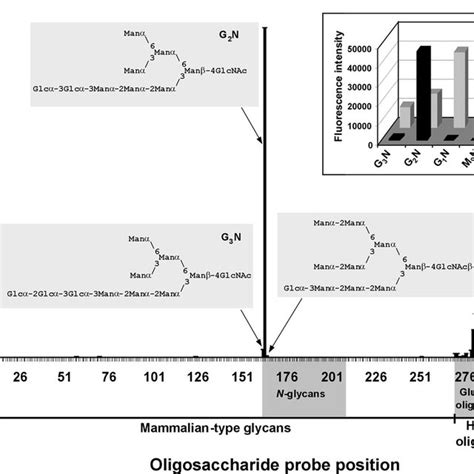 Er Localization Of Malectin A Schematic Drawing Of The Flag Tagged