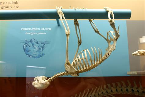 Two Toed Sloth Skeleton