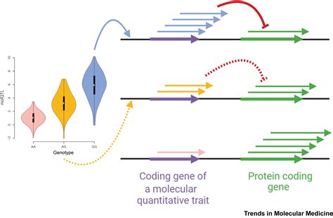 Strengthening Causal Inference For Complex Disease Using Molecular