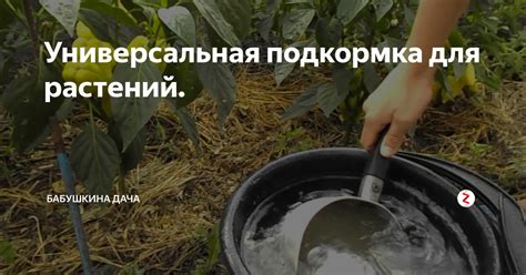 Как полить цветы дрожжами - приготовление и применение раствора