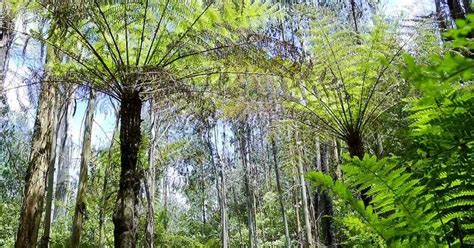 Pm Criticised For Walking Back From Environment Pledge The Canberra