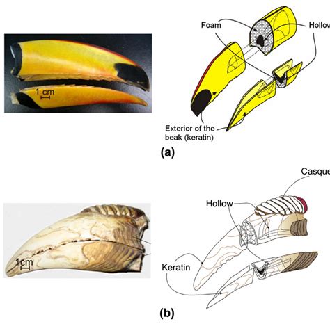 Figure 149 From Biological Materials Functional