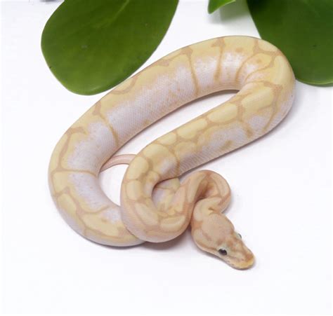 Banana Spider Male Dynasty Reptiles