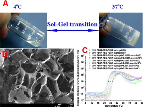 Application Of Plga Peg Plga Hydrogel In 3d Culture Cd Bioparticles