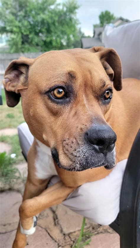 Friendly Reminder That Boxers Were Bred For Bull Baiting Large Game