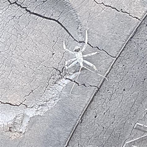 What Is This Bug In Oklahoma Rbugidentification