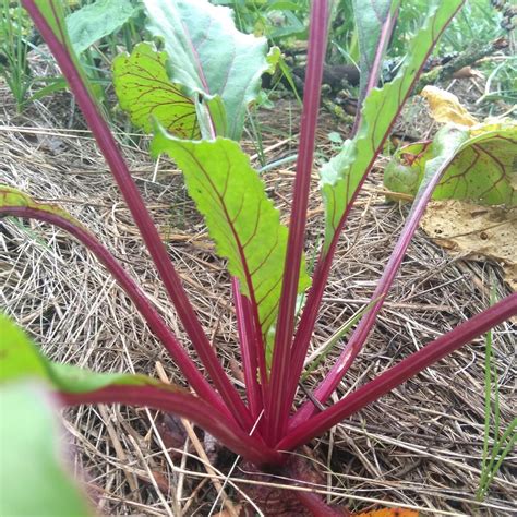 Beetroot Boltardy Beta Vulgaris Seeds