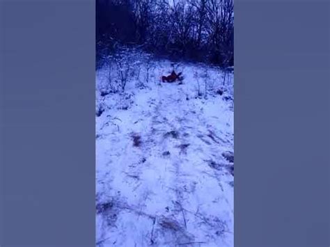 морж в лесу Youtube