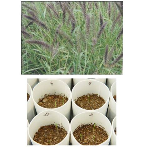 Buffel Grass Seed At Best Price In Dehradun By Floral Seed Company Id