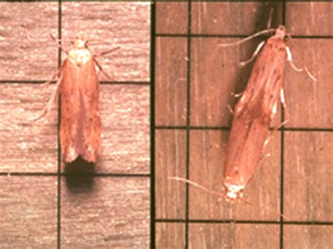 Angoumois Grain Moth