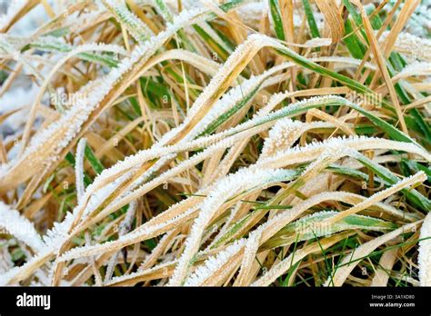 Close Up Showing Blades Of Dead Grass Covered In Frost Crystals After