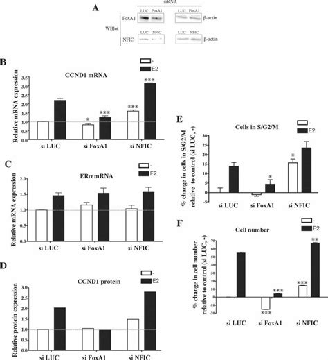 Analysis Of Ccnd1 Expression And Cell Cycle Progression After Silencing Download Scientific