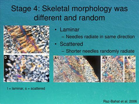 Ppt Calcification Processes Powerpoint Presentation Free Download