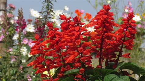 Salvia Flower Salvia Plant Care Grow Salvias Easily Youtube