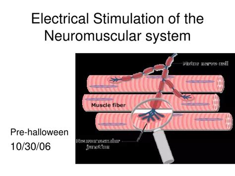 Ppt Electrical Stimulation Of The Neuromuscular System Powerpoint
