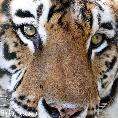 Remembering Andre Tiger A Rare Cat Who Passed Away Peacefully